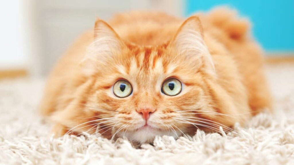 30 Heartwarming Stories That Prove The Cat Distribution System Is Real